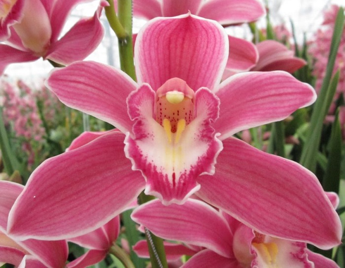 ORCHIDS / CYMB : BRYCE