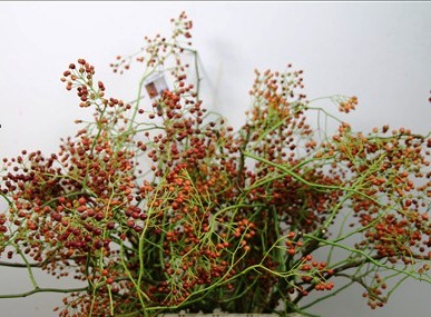 ΔΙΑΦΟΡΑ : ROSE HIP CORALLO MINI