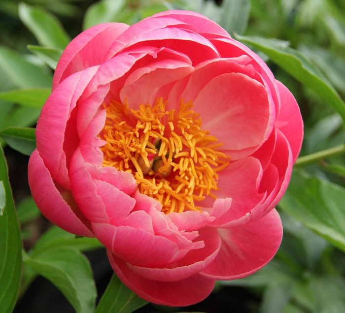 PAEONIA : CORAL SUNSET