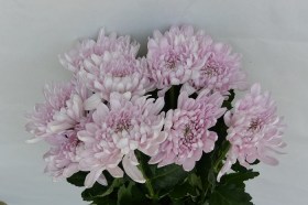 CHRYSANTHEMUM : ALJONKA SALMON