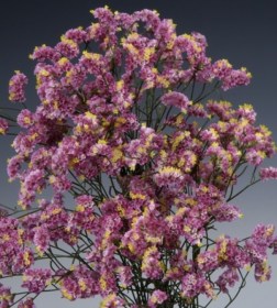 LIMONIUM : LIMONIUM CHINA WHITE