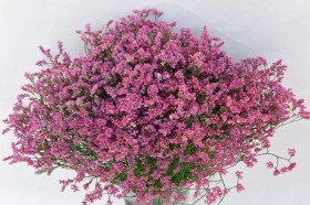 LIMONIUM